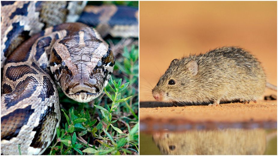 Snakes - News and Scientific Articles on Live Science - Page 3 | Live ...