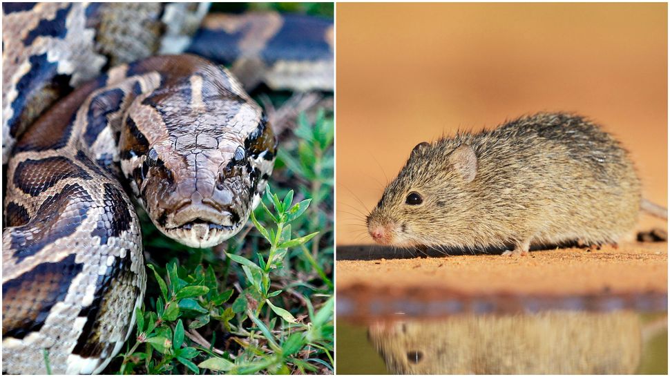 Burmese pythons are helping rats take over Florida's Everglades — and ...