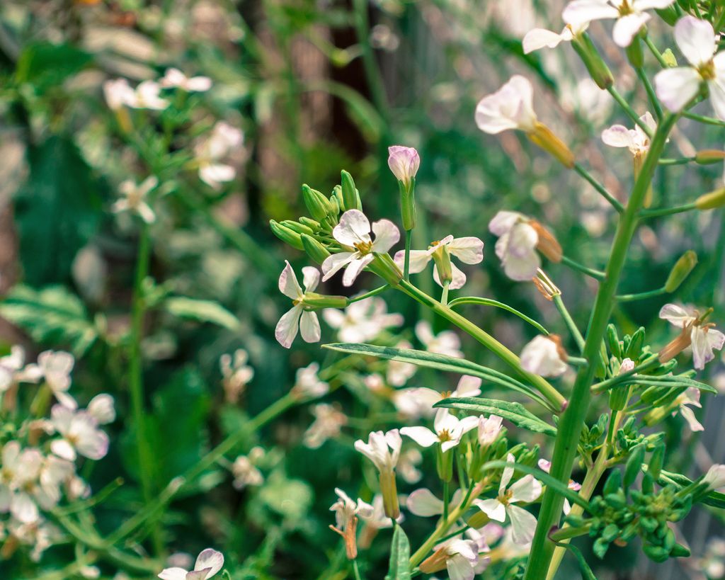 Cruciferous Vegetables Guide – What Gardeners Need To Know | Gardening ...