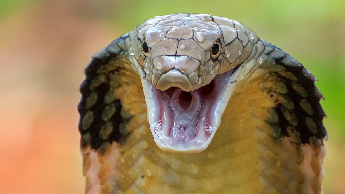 The biggest snake in the world | Live Science