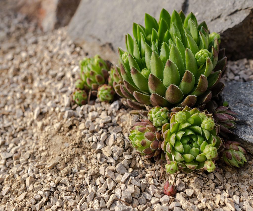 Desert landscaping ideas: 12 design and plant tips to try | Homes and ...