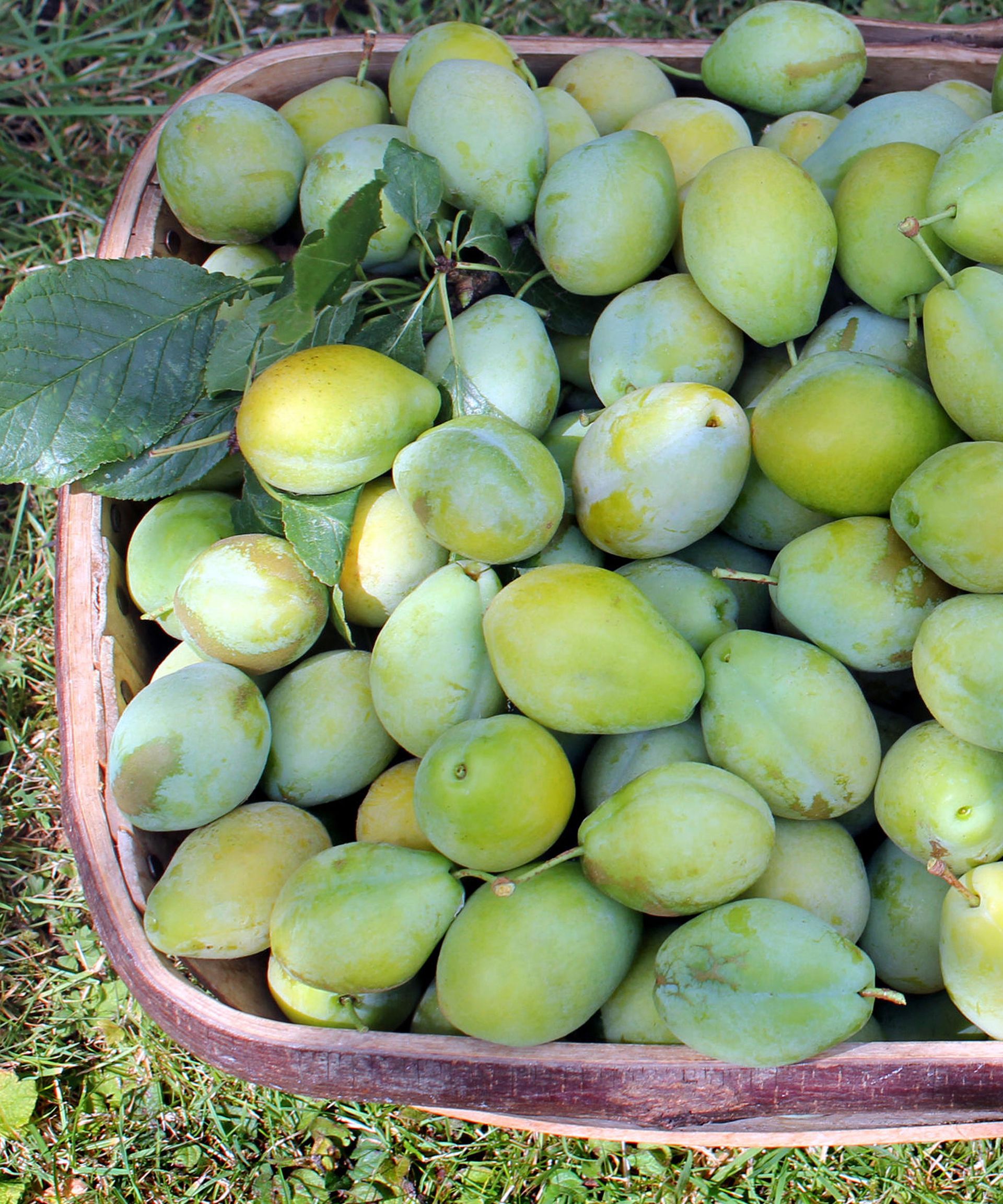 Types of plum trees: 12 varieties to grow for a fruitful autumn harvest ...