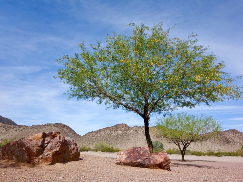 Mesquite Plant Info: How To Grow A Mesquite Tree | Gardening Know How