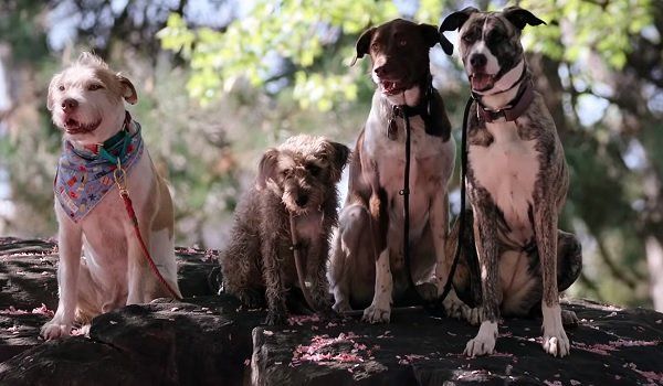 Netflix's Dogs Series Has A Trailer, And It's Super Cute And ...