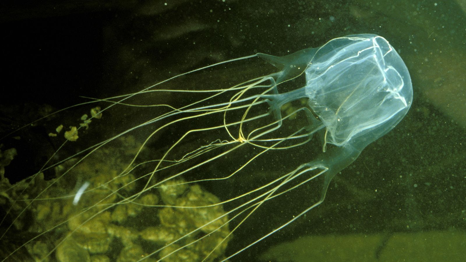 Can brainless animals think? | Live Science