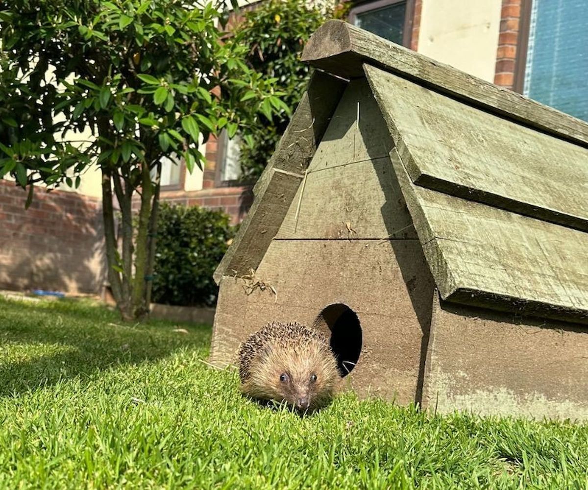 Brits urged to help hedgehogs beat the heat | Homebuilding