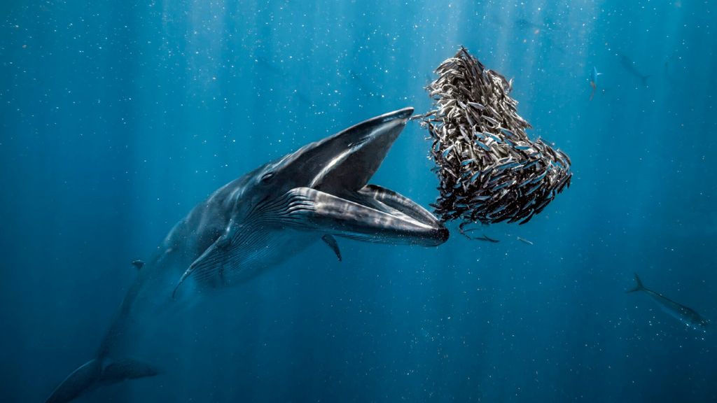 Ocean Photographer of the Year 2024: See stunning photos of hungry whale, surfing seagull ...