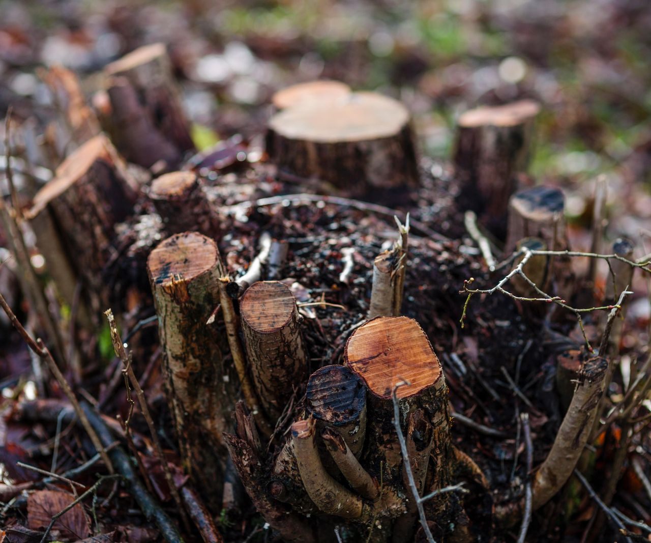 An expert guide to coppicing and the most suitable trees | Homes and ...