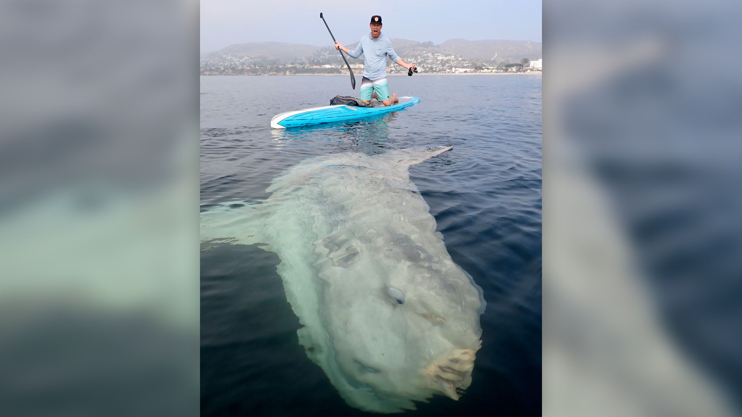 Enormous sunfish surprises paddleboarders off Laguna Beach | Live Science