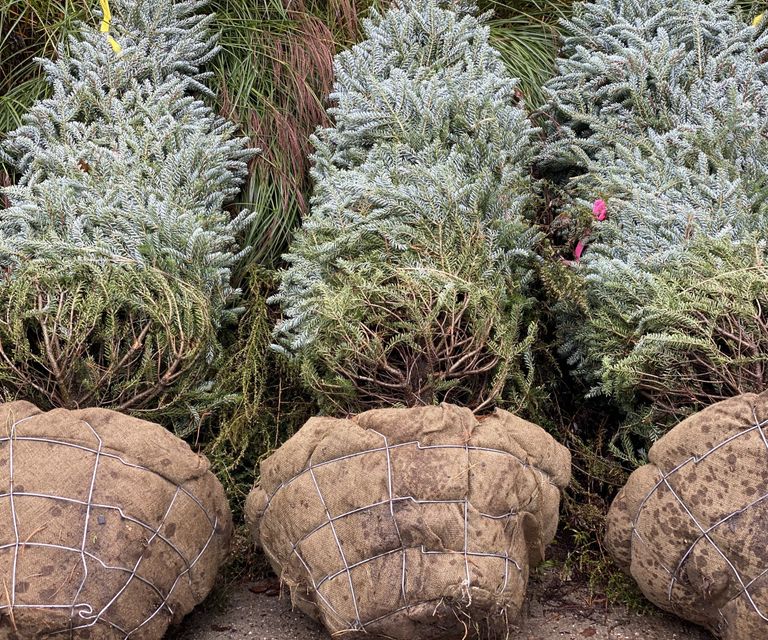 Can You Replant A Christmas Tree? Here’s How To Do It Right | Gardening ...