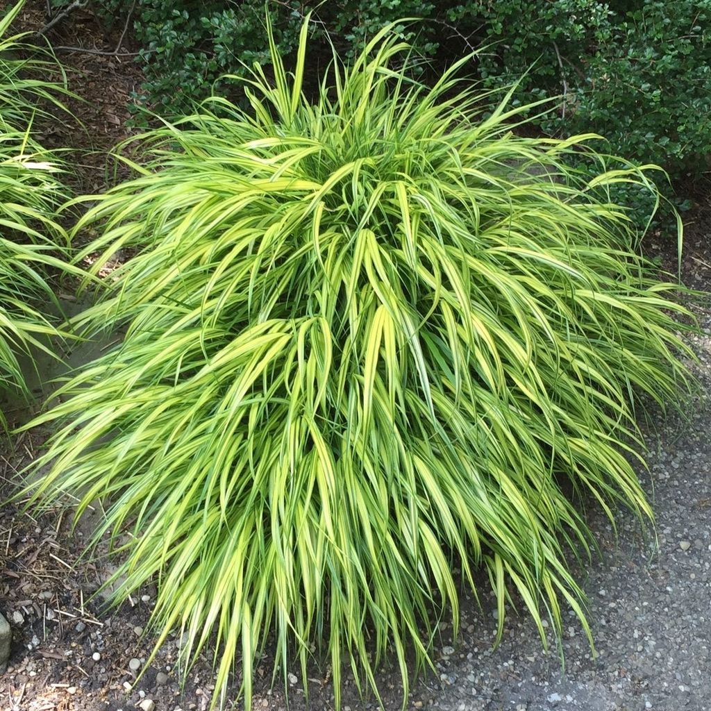 Zone 4 Ornamental Grasses - Growing Decorative Grasses In Cold Climates ...