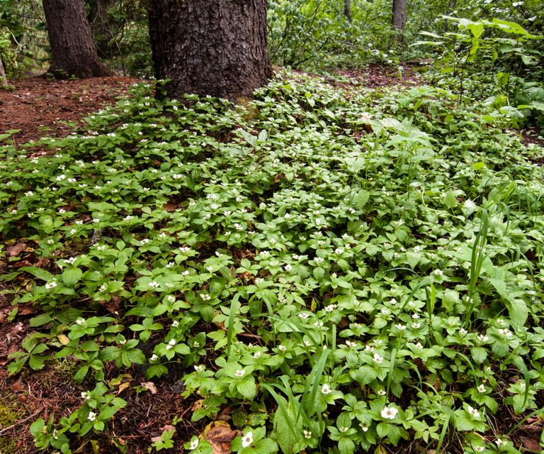 Best ground cover plants to hide tree roots: 5 expert picks | Homes and ...