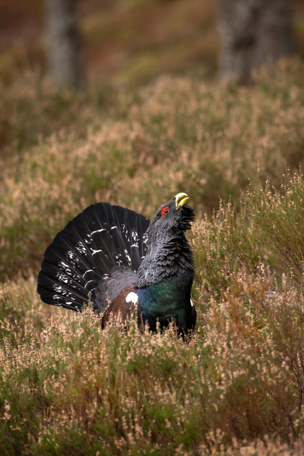 'Top Trumps: British wildlife edition': How do our native animals ...