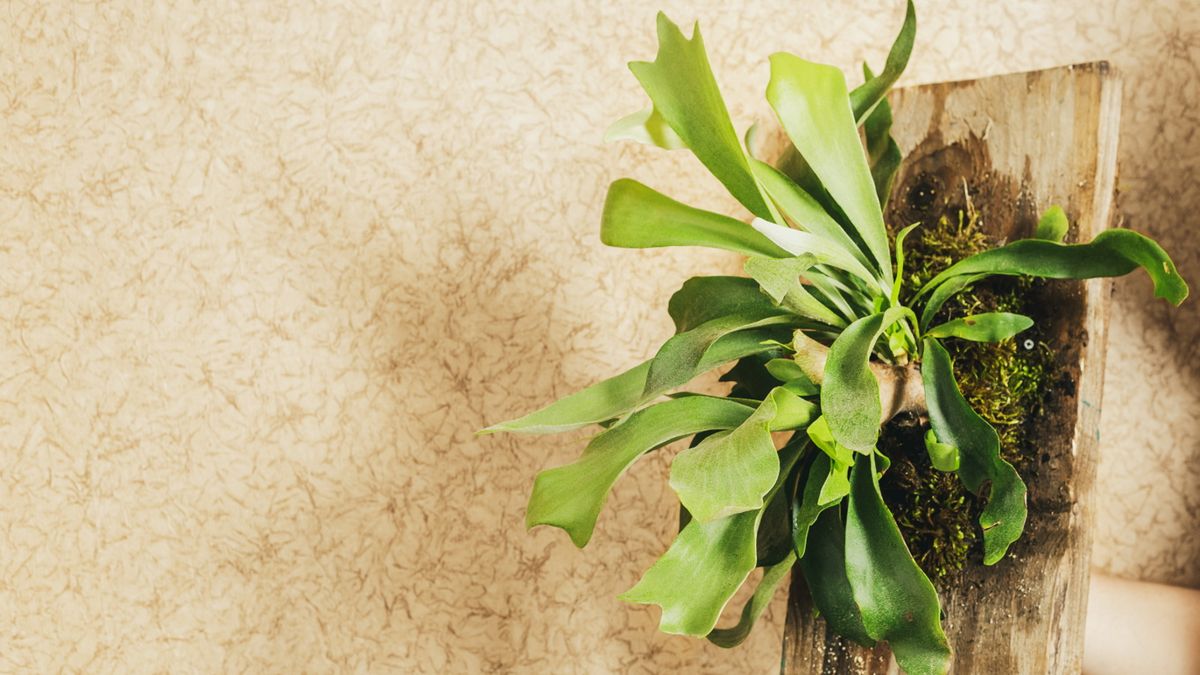 How to propagate staghorn ferns: 2 expert methods | Homes and Gardens