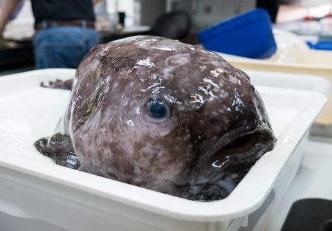 What the Heck Is a Blobfish? | Live Science