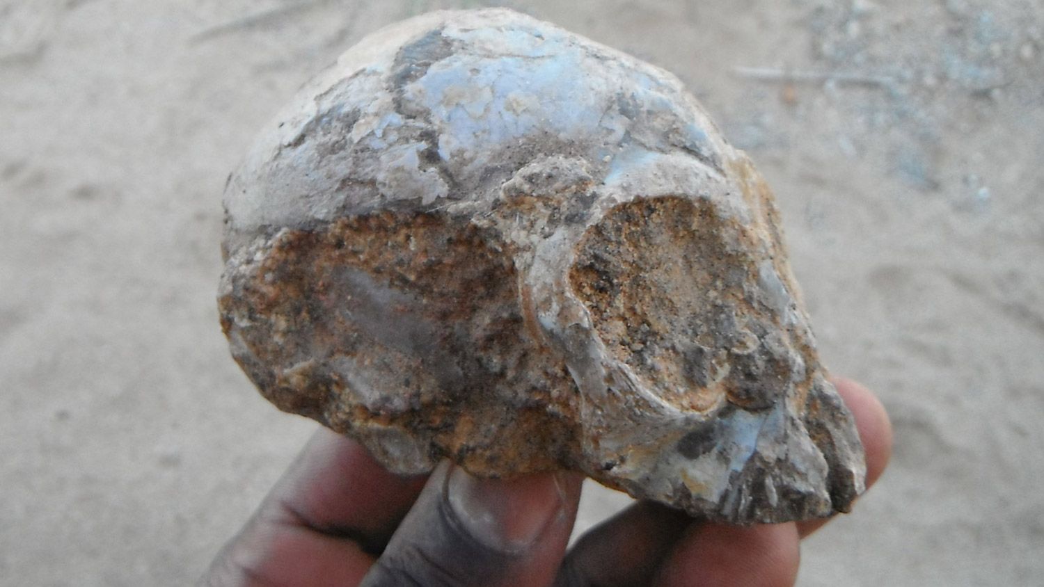 In Photos: 13-Million-Year-Old Primate Skull Discovered | Live Science