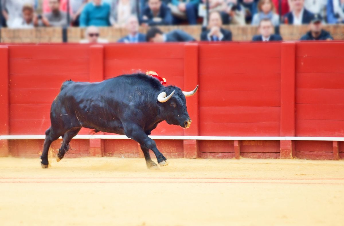 Rebalance Even as Bull Keeps Running | Kiplinger
