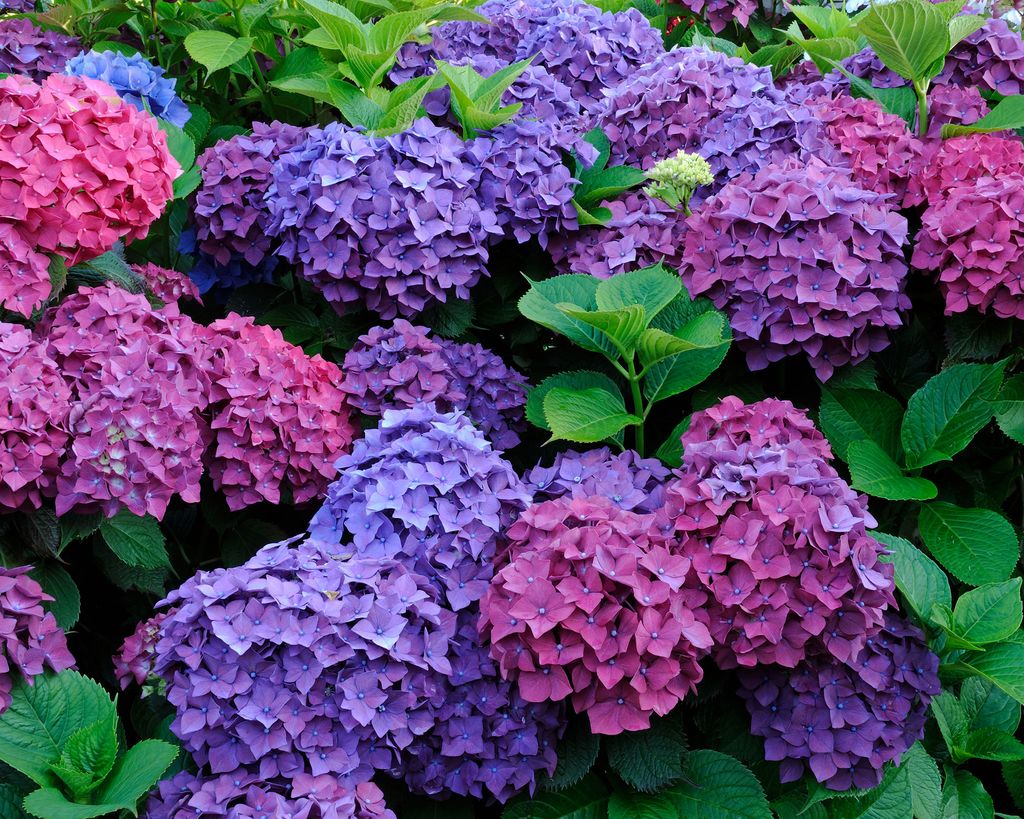 How to grow hydrangeas: when, where and how to plant them | Homes and ...