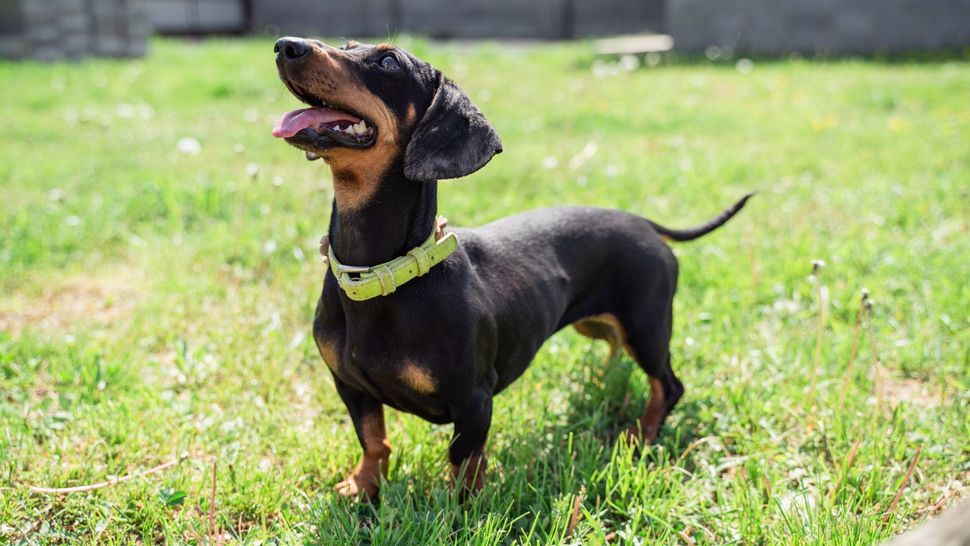 Best family dog breeds for families of all shapes and sizes | PetsRadar