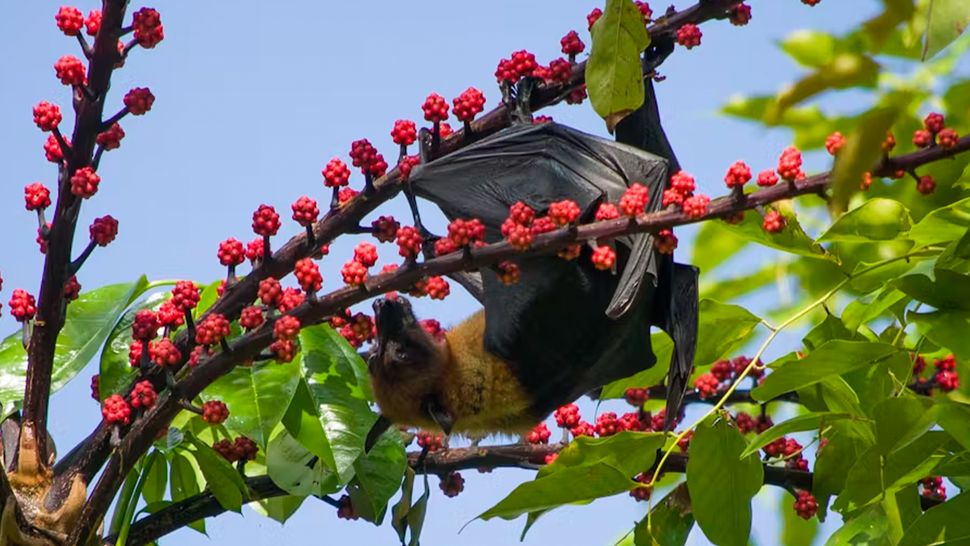 Sugar-loving fruit bats' genes could point to new diabetes treatments ...