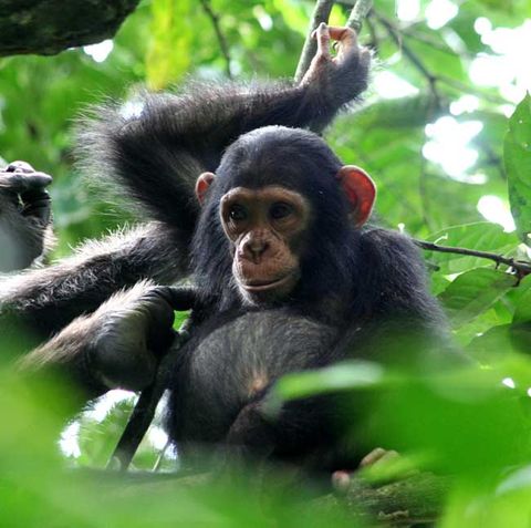 Chimps Master First Step in Controlling Fire | Live Science