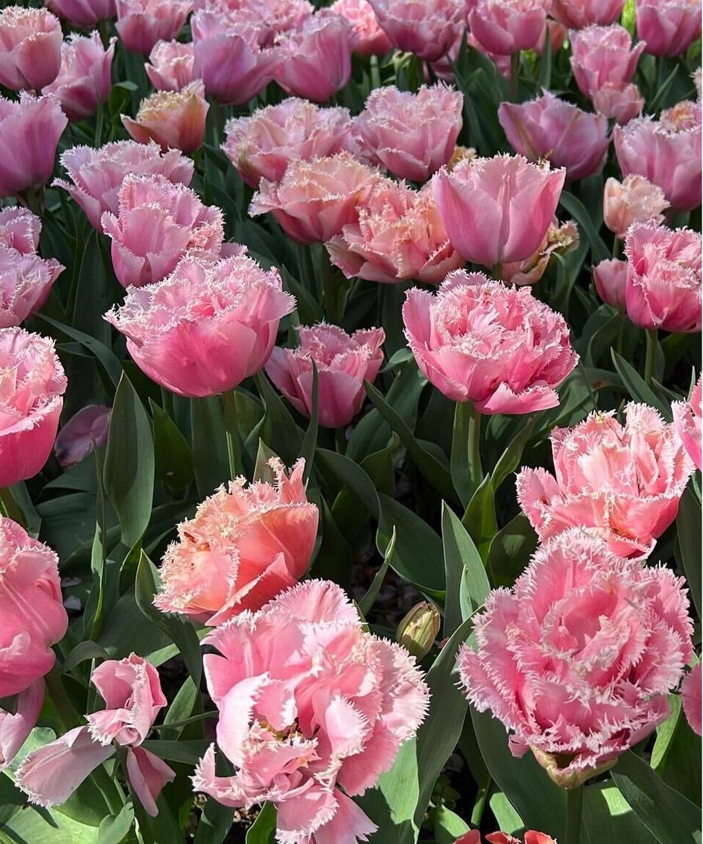 Best fringed tulip varieties: 7 picks to plant in fall | Homes and Gardens