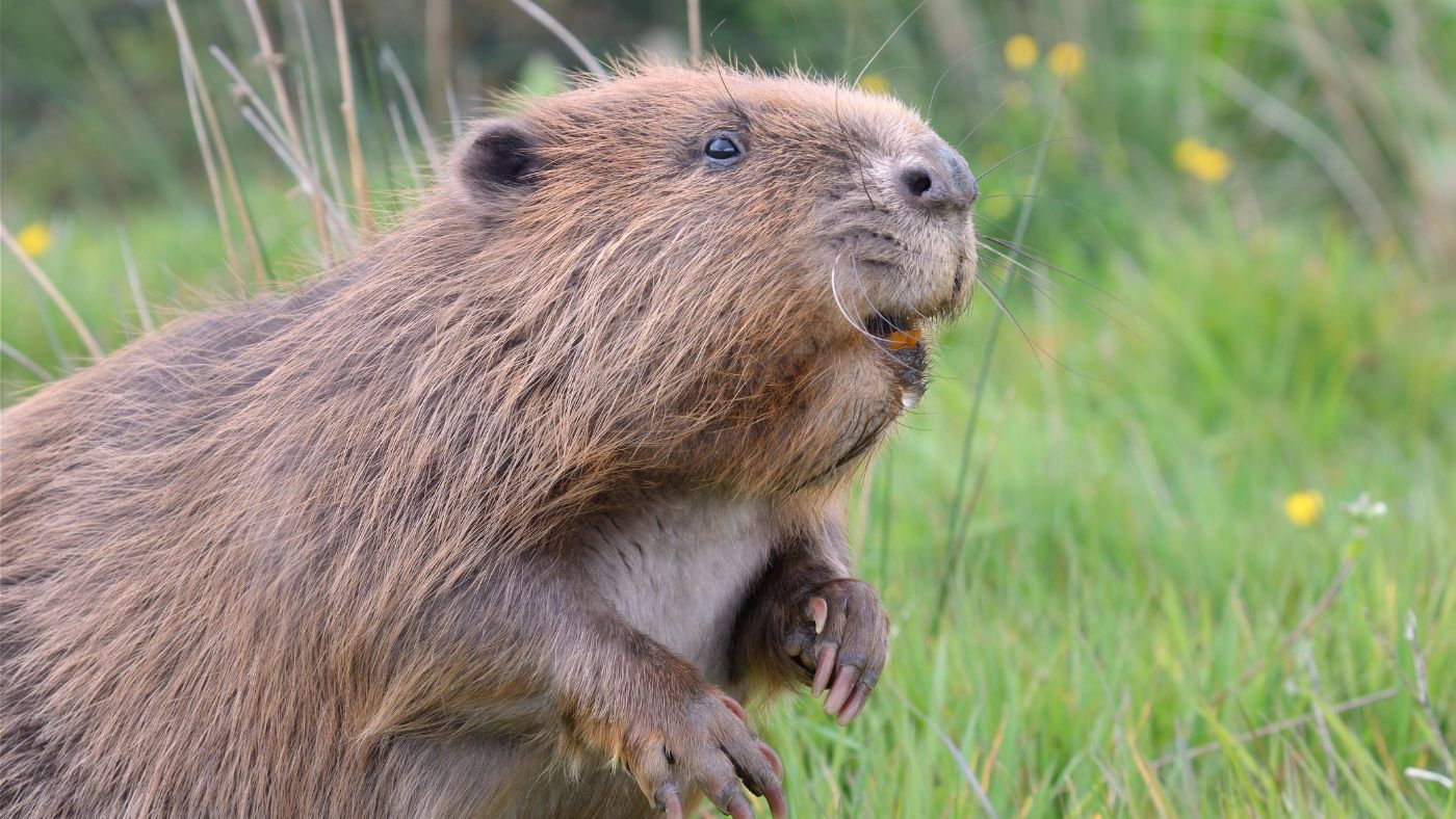 Beavers to return to west London after 400 years | The Week