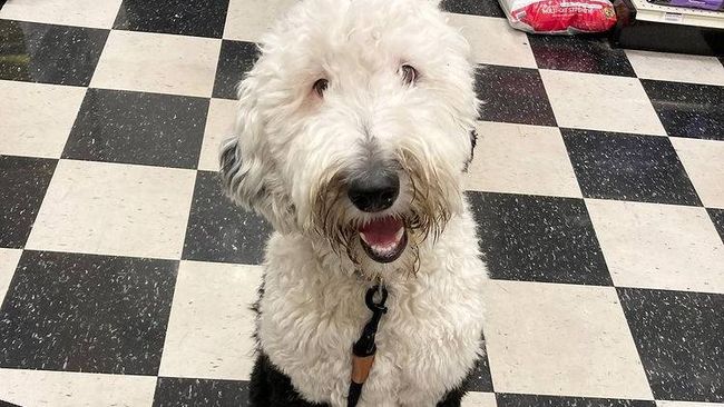 Bunny the talking TikTok dog reveals exactly what dogs dream about ...