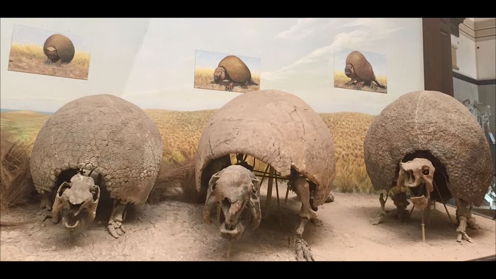 10 extinct giants that once roamed North America | Live Science