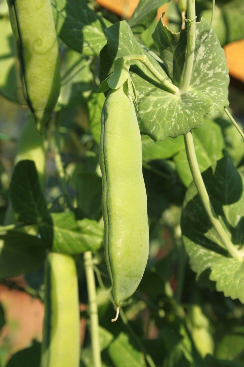 Pea ‘Early Perfection’ Care: Growing Early Perfection Peas In The ...