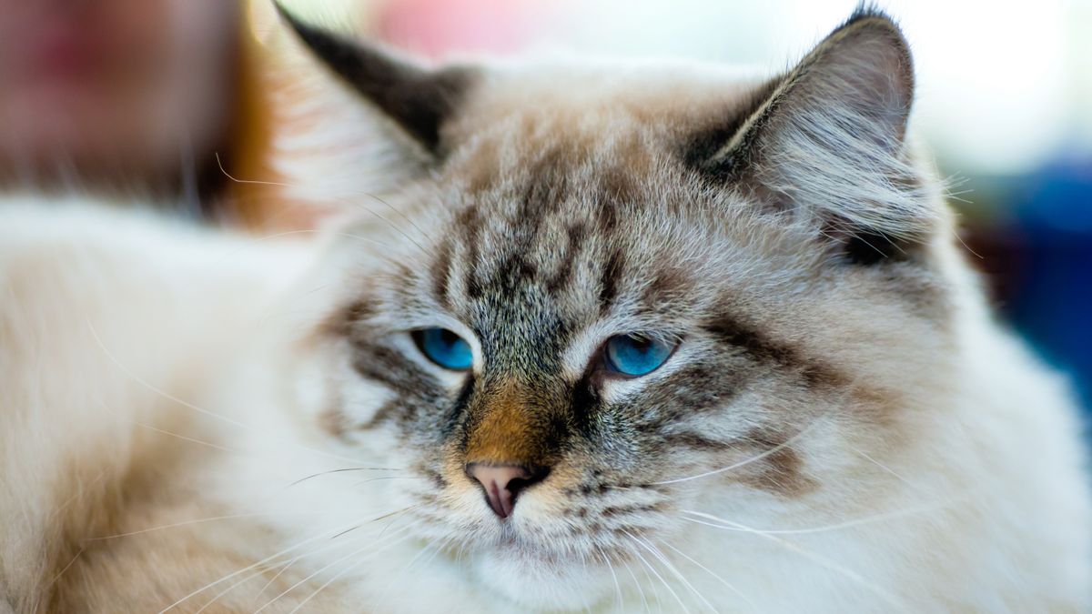 32 types of rare cat breeds | PetsRadar