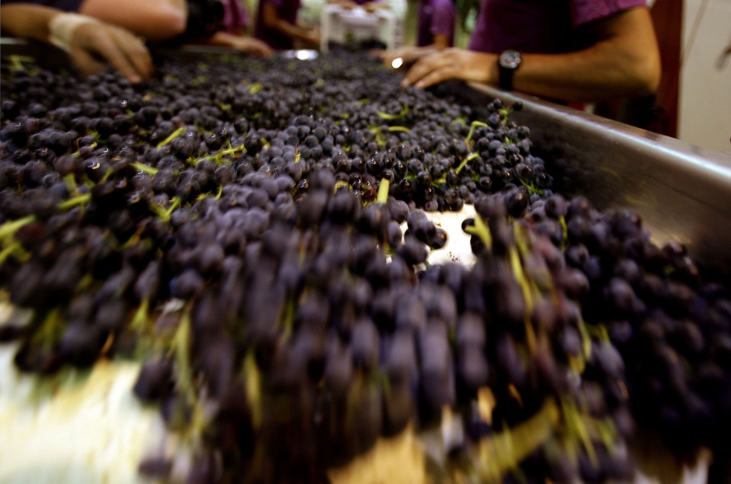 Scientists hope to turn ancient grape DNA into wines drunk by King ...