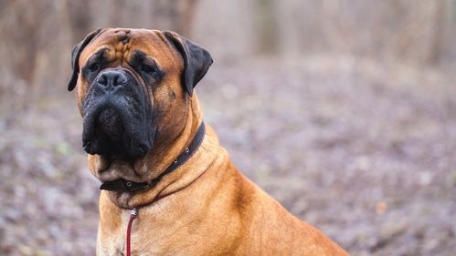 English Mastiff Dog Breed profile | PetsRadar