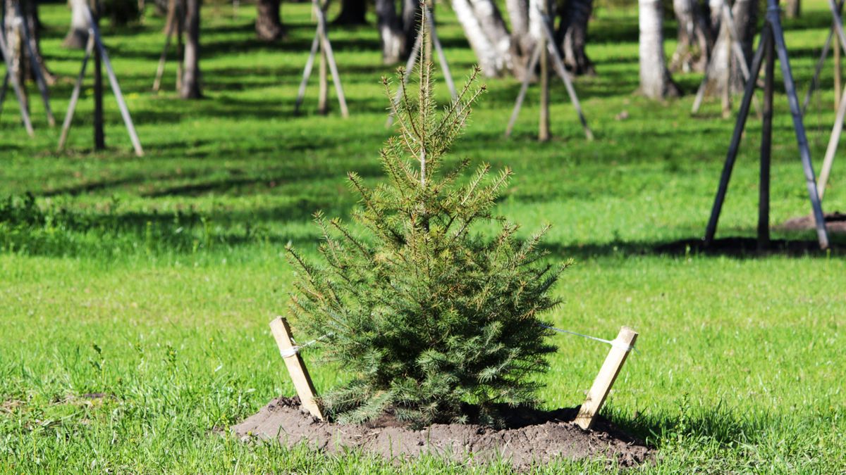 How to recycle a Christmas tree: 10 ways to give new life to your used ...