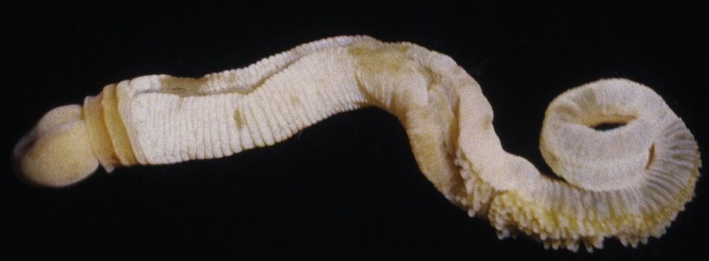 Image Gallery: A Worm Missing Link | Acorn Worms | Live Science