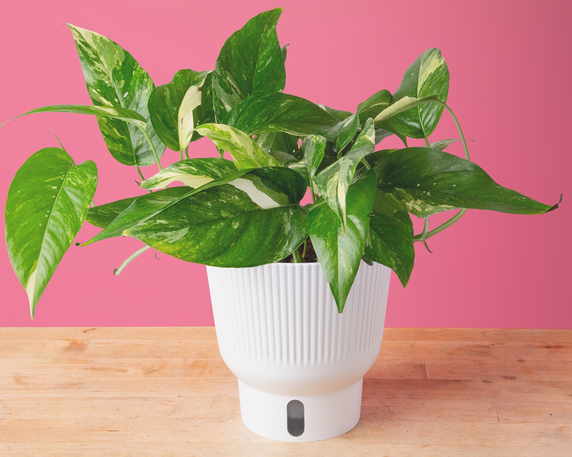 5 Rare Pothos Varieties That Are Simply Stunning | Gardening Know How