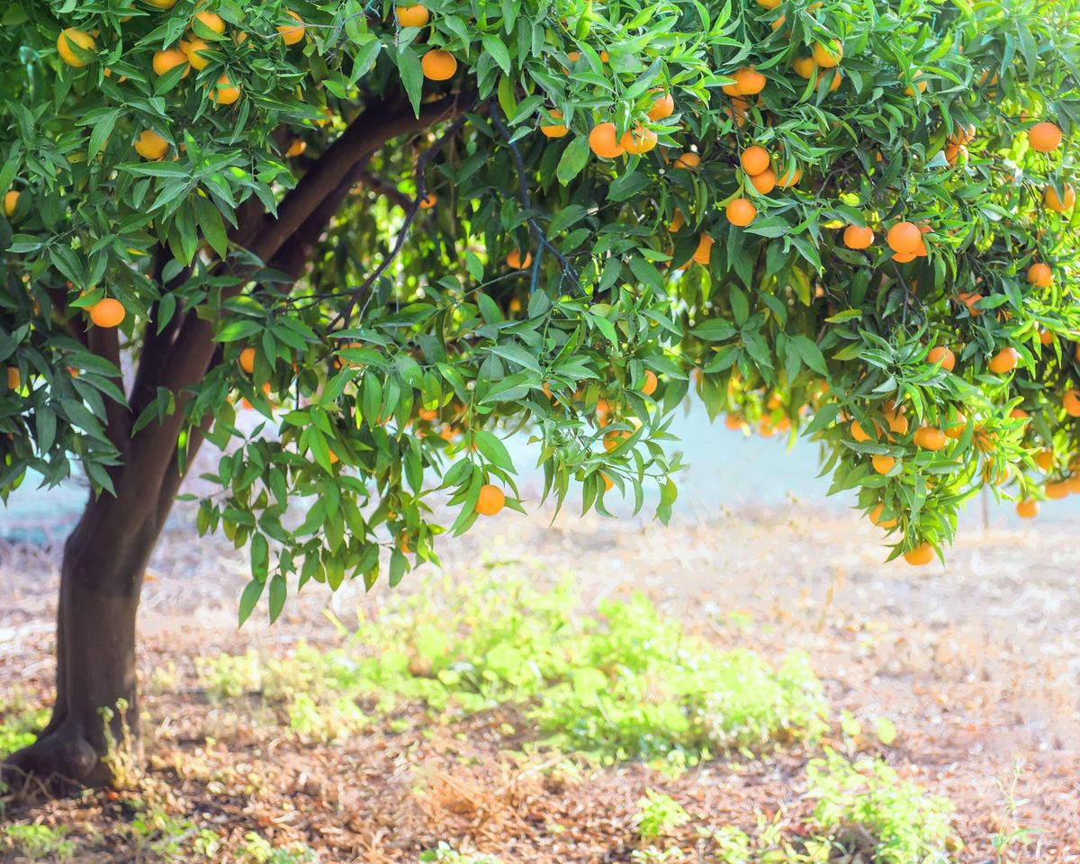 Companion Planting Under Citrus Trees - Learn What Grows Well With ...