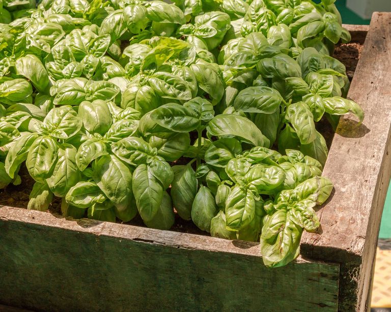 How to harvest basil so it keeps growing | Gardeningetc