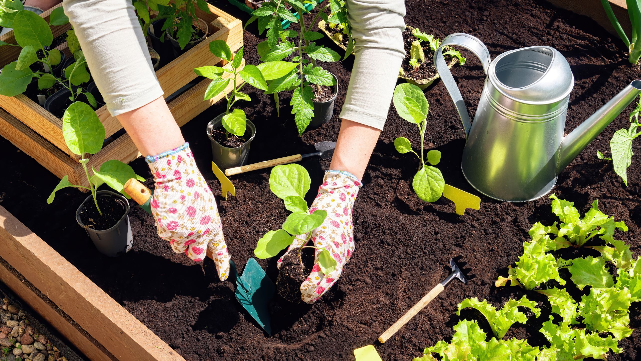 How To Fill A Raised Garden Bed: Cheap And Free Solutions | Gardening ...