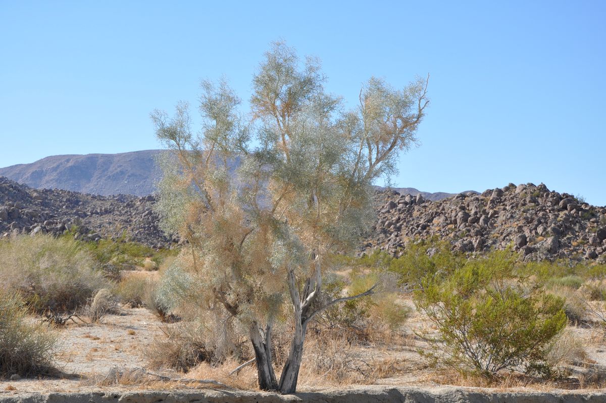 Smoketree Photos: The Ghosts of the North American Desert | Live Science