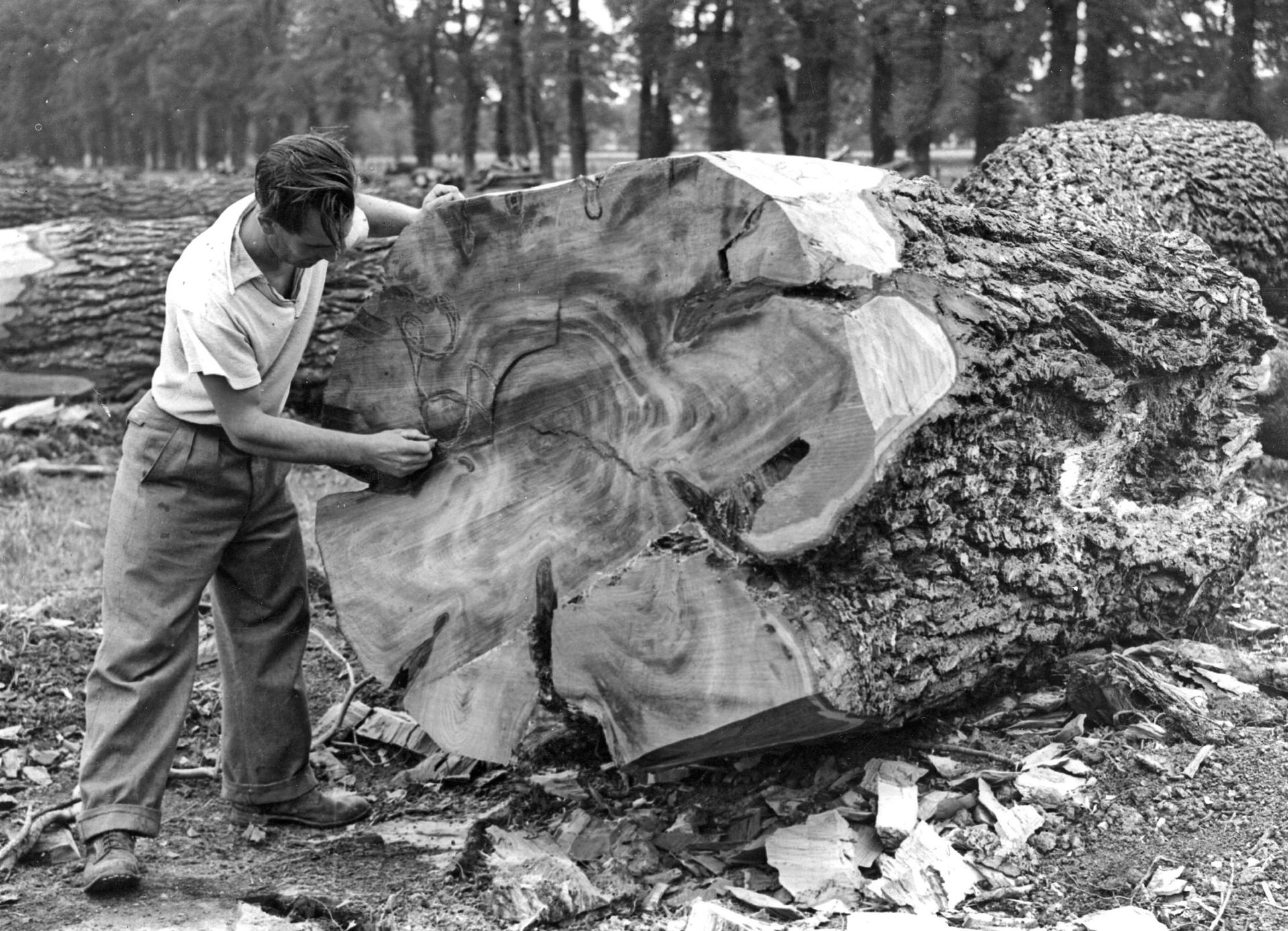Britain lost 25 million of its 'graceful giants', the elm tree — but ...
