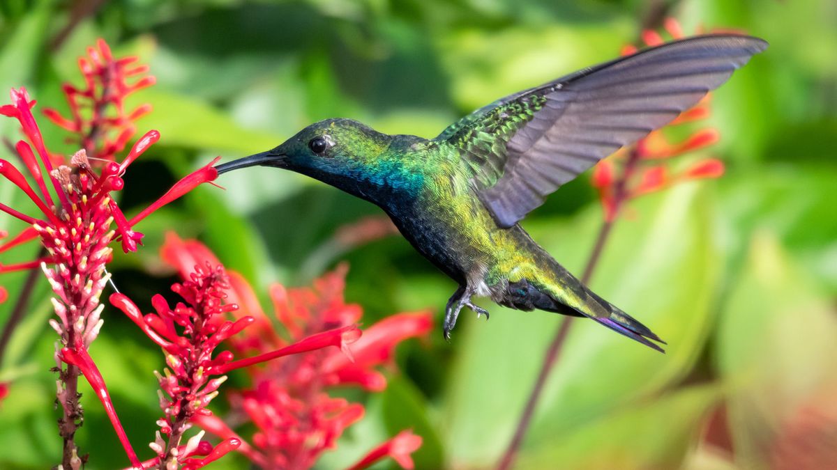 Tubular Flowers For Hummingbirds: 9 Tube-Flowered Plants | Gardening ...