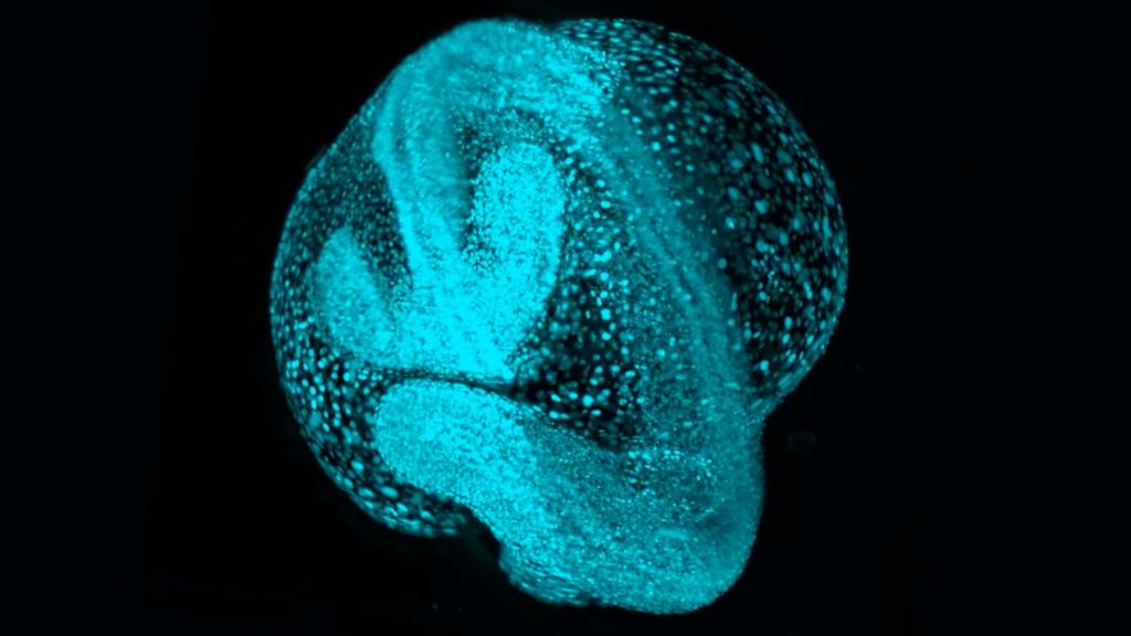 Scientists launch amazing 'atlas' of embryos, showing how cells move and develop through time ...