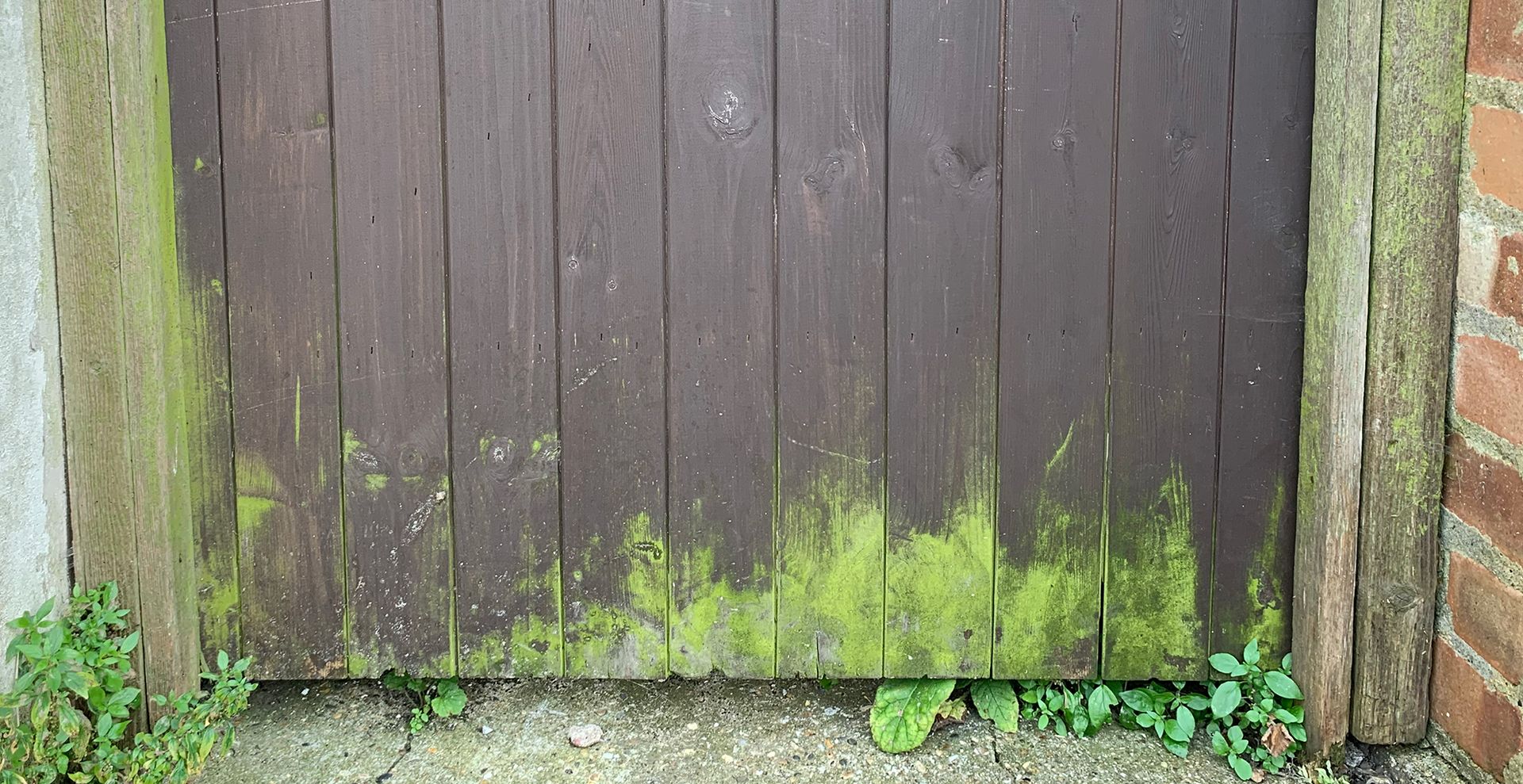 Experts reveal how to remove algae on fence panels or shed | Woman & Home