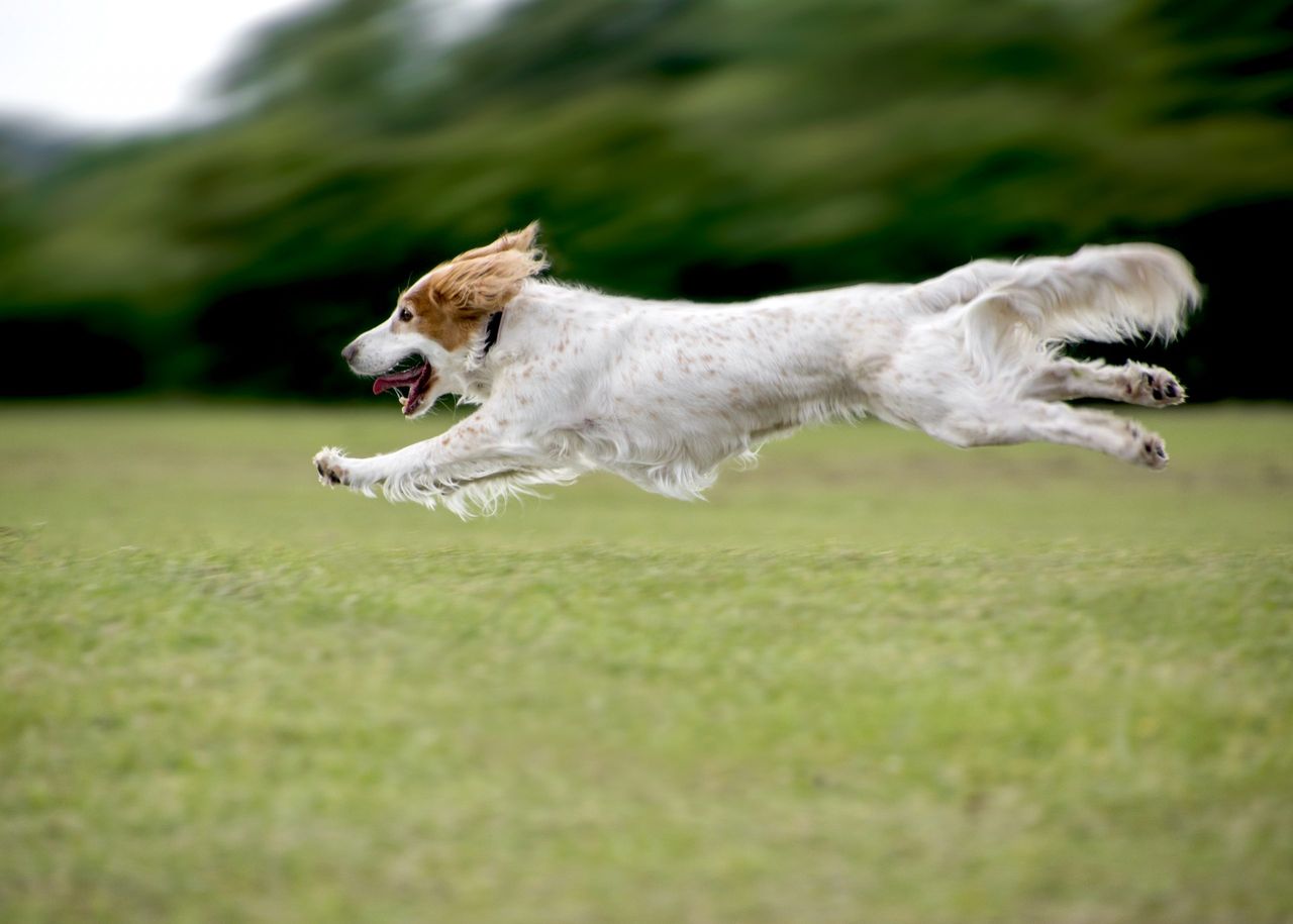 Cocker Spaniels: The irresistible dogs with loyalty to melt the coldest ...