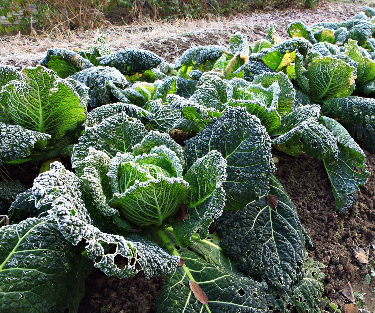 How to grow summer cabbage and enjoy bumper harvests | Homes and Gardens