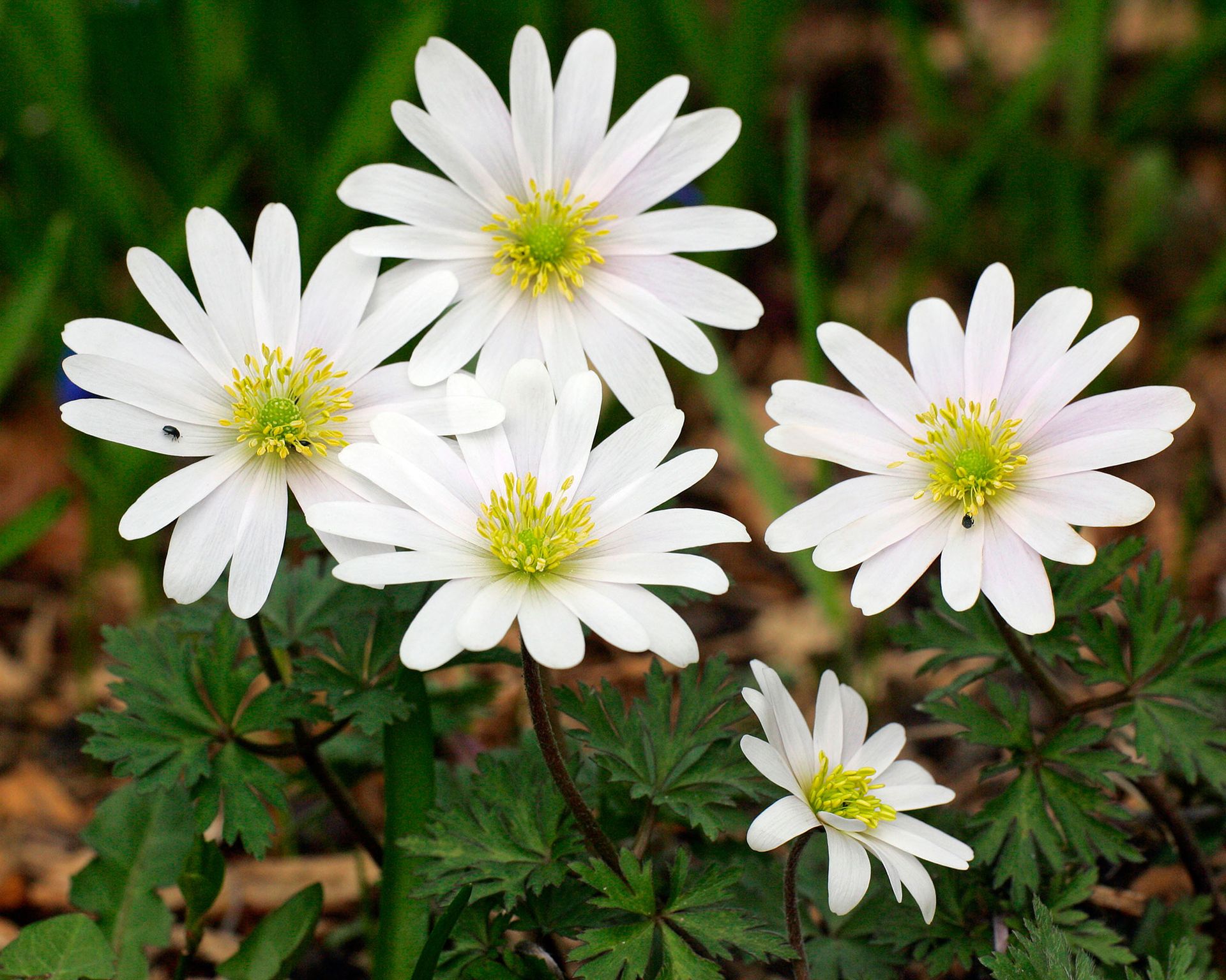 Anemones care and growing guide: tips for all-year success | Gardeningetc