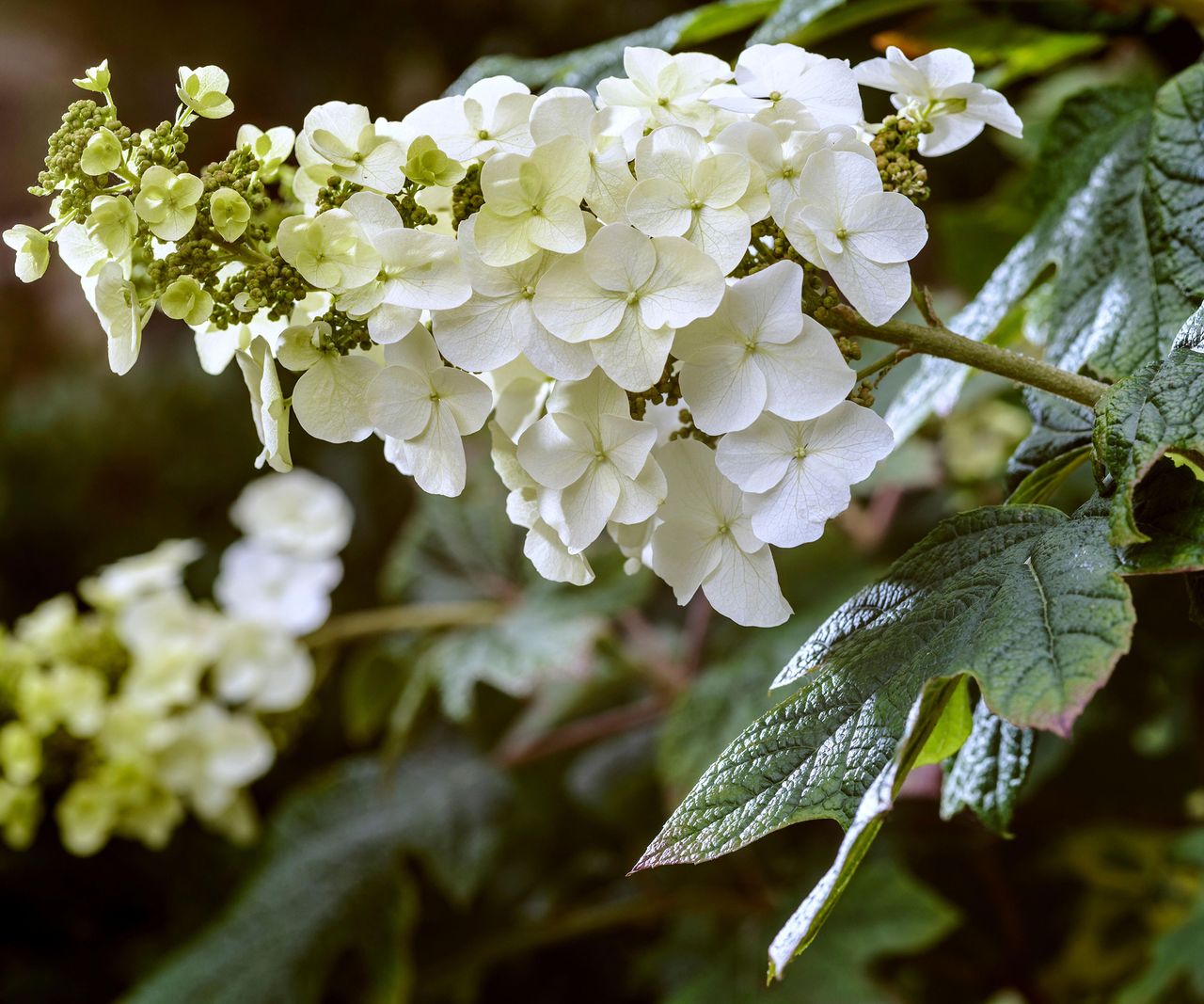 Low-maintenance shrubs: 11 easy-care options for every yard | Homes and Gardens
