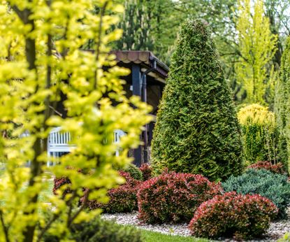 Expert tips on how to choose a tree - 10 key considerations | Homes and ...