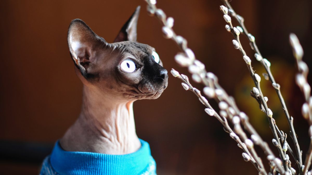 32 things you need to know about sphynx cats | PetsRadar